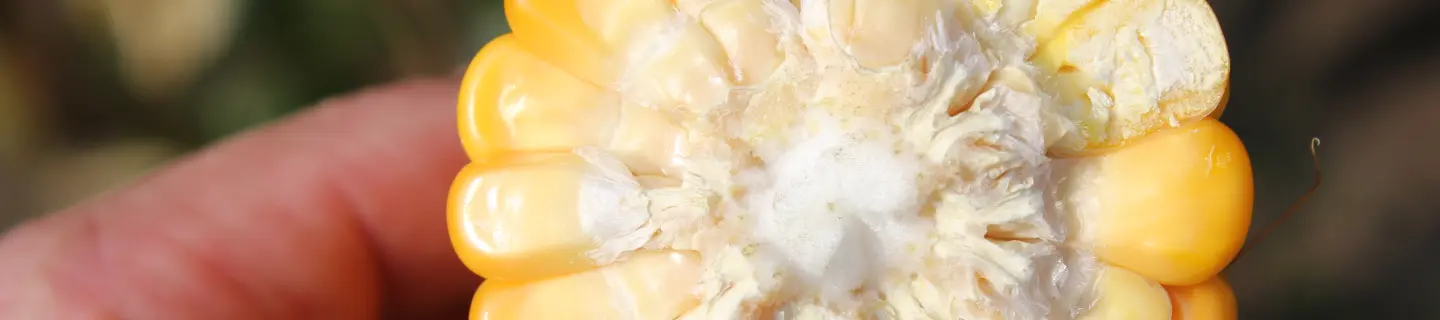 KWS Boost maïsrassen- KWS SAAT SE & Co. KGaA