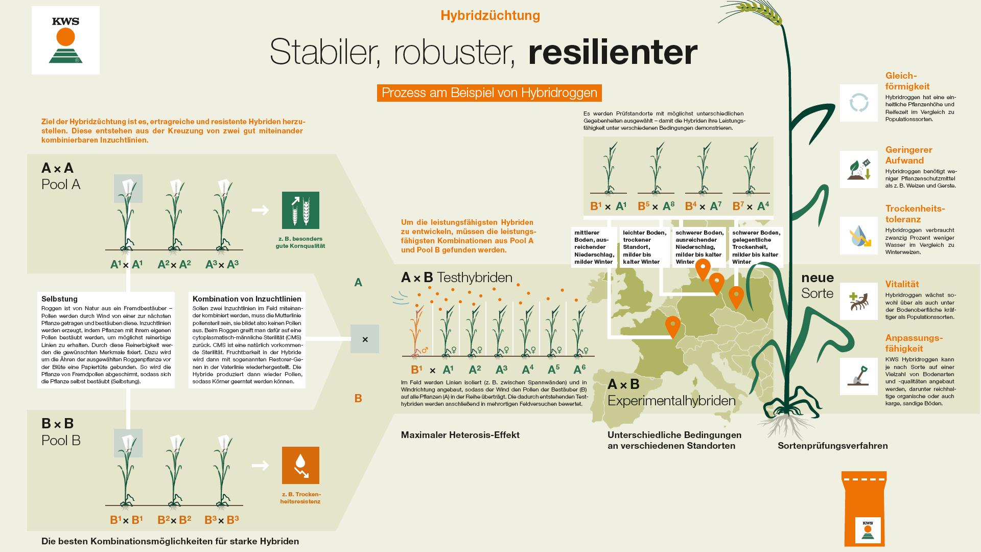 Schaubild Hybridzüchtung - Stabiler, robuster, resilienter - KWS SAAT ...
