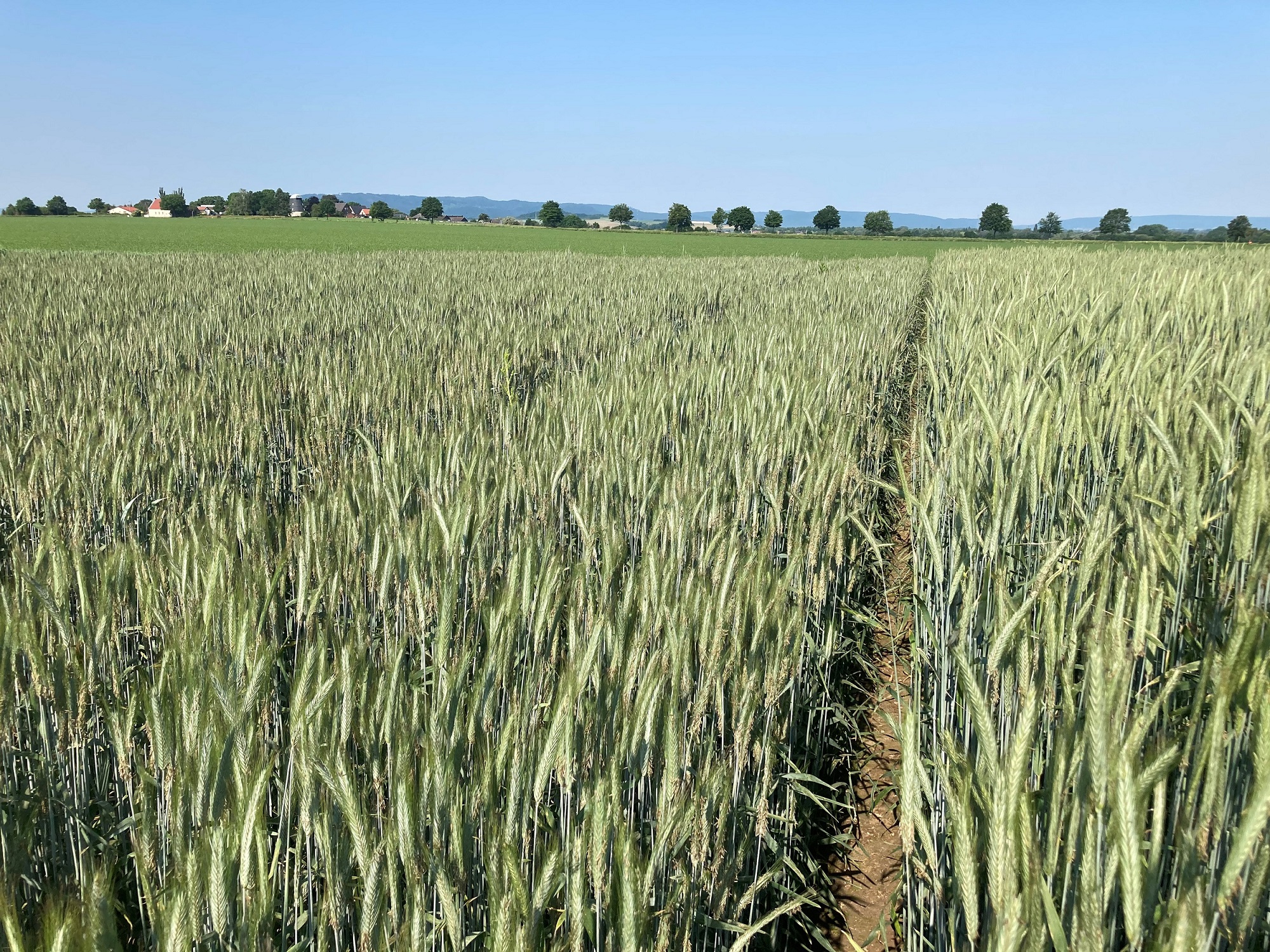 Roggen nicht nur auf Sandböden top - KWS SAAT | kws.de