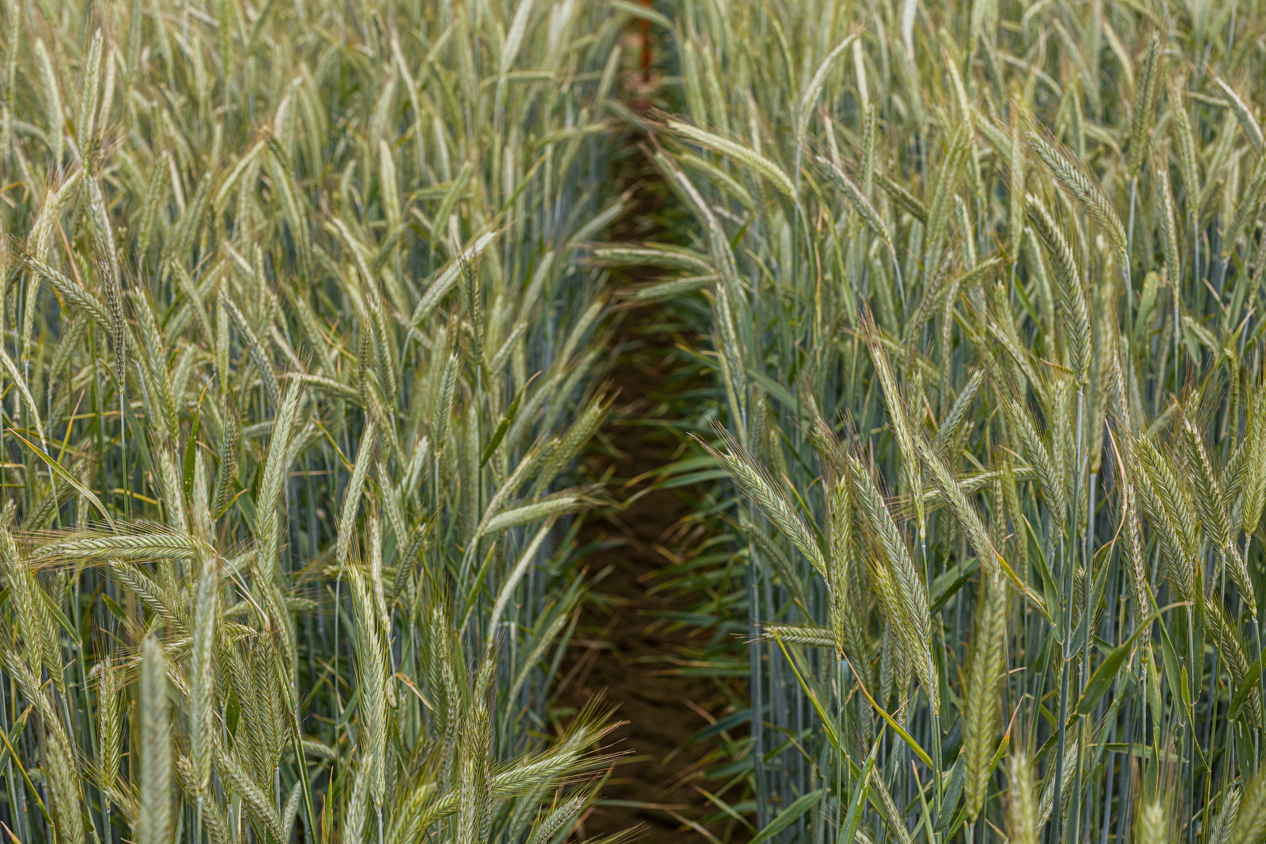 Roggen nicht nur auf Sandböden top - KWS SAAT | kws.de