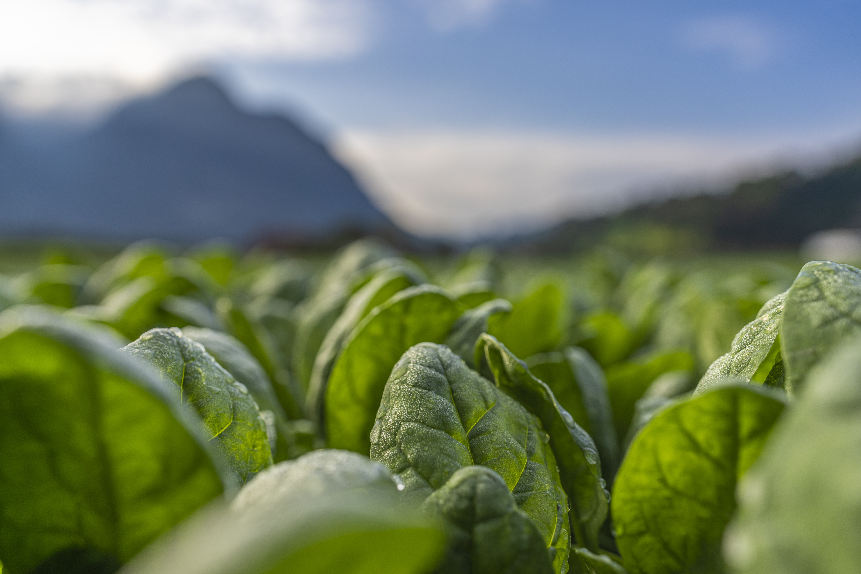 Reducción de insumos KWS Chile Ltda.