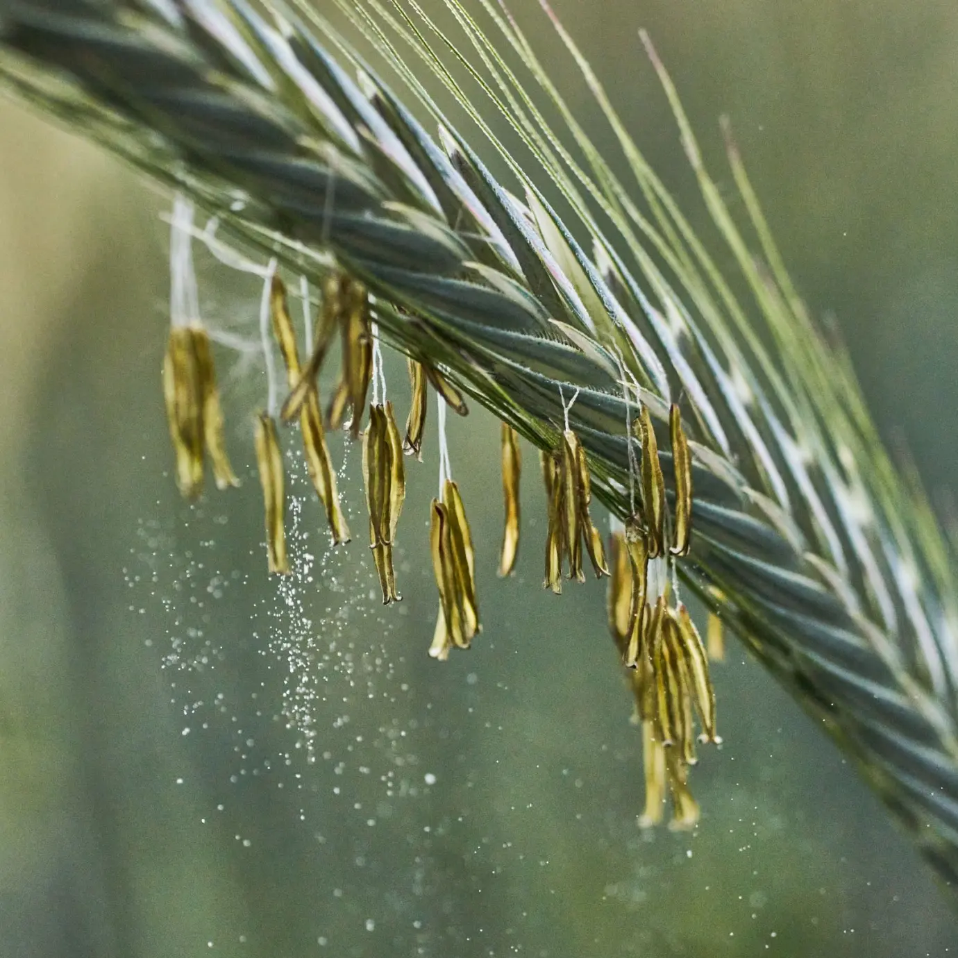 Our products - KWS SAAT SE & Co. KGaA