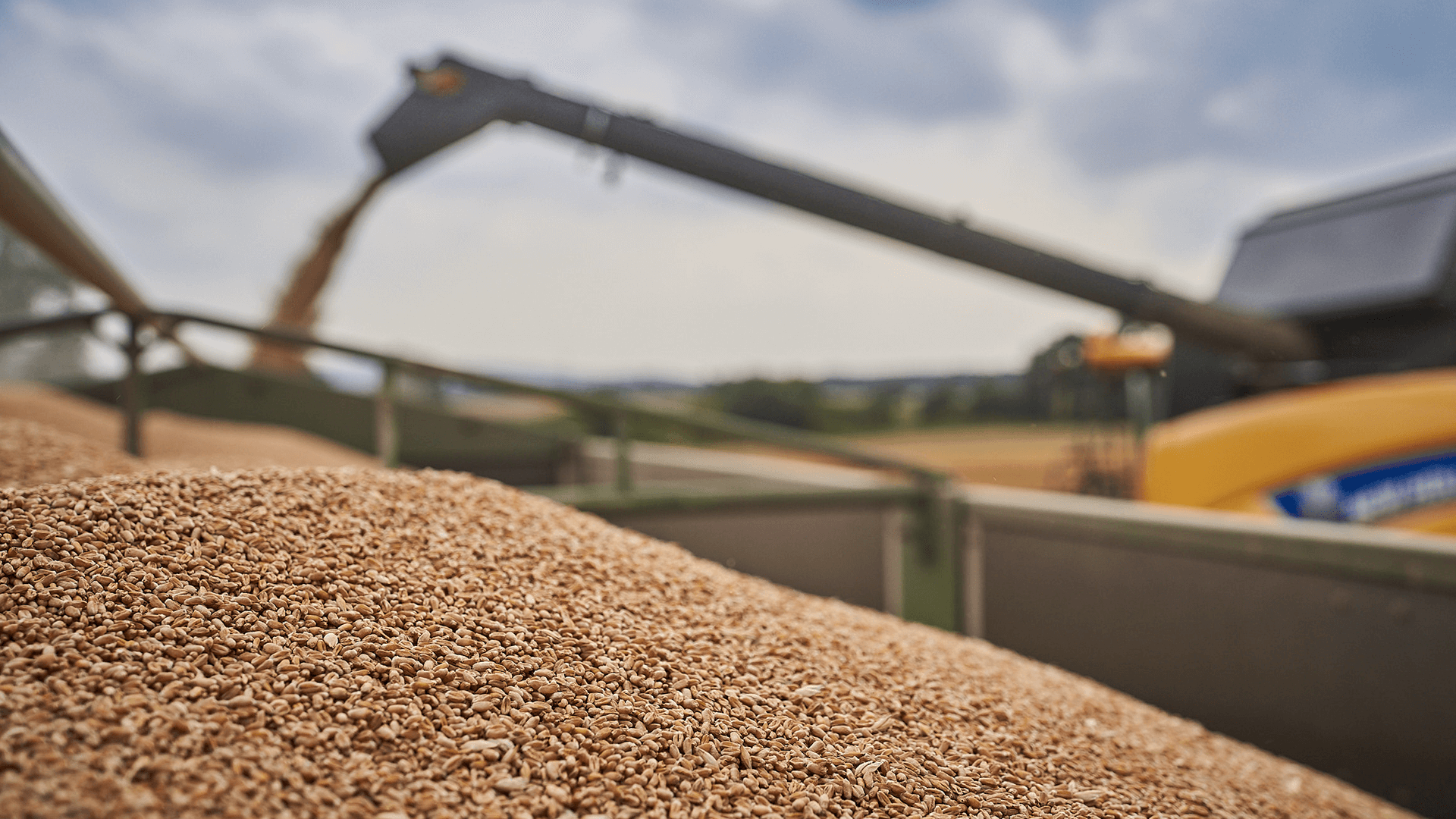 BlickPunkt | Qualitätsweizen Sortenwahl - KWS SAAT | kws.de