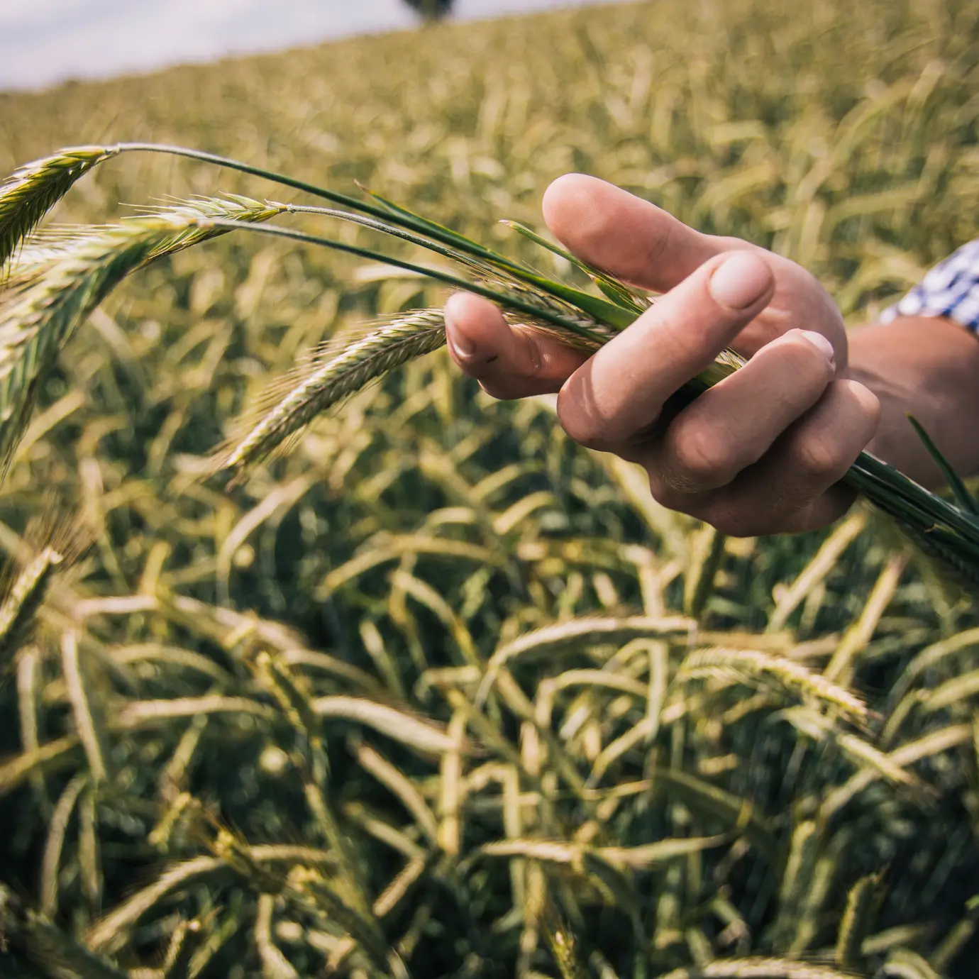 Hybrid Rye - Products — KWS Seeds Canada