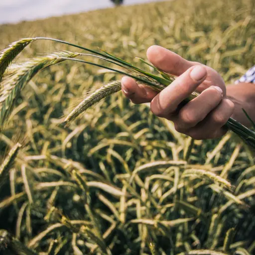 КВС-УКРАЇНА - KWS SAAT SE & Co. KGaA