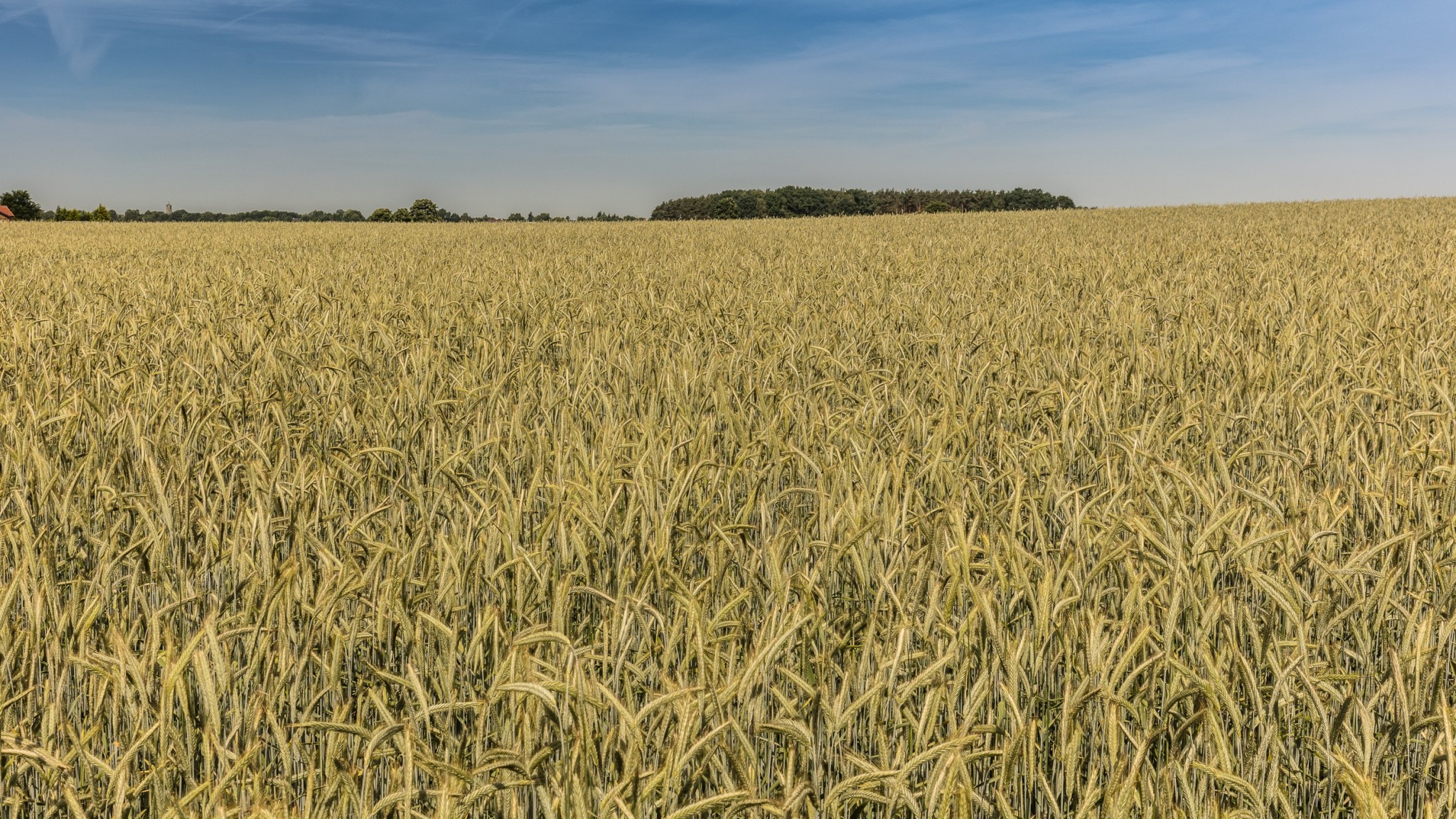 Hybrid Rye Downloads - KWS SAAT SE & Co. KGaA