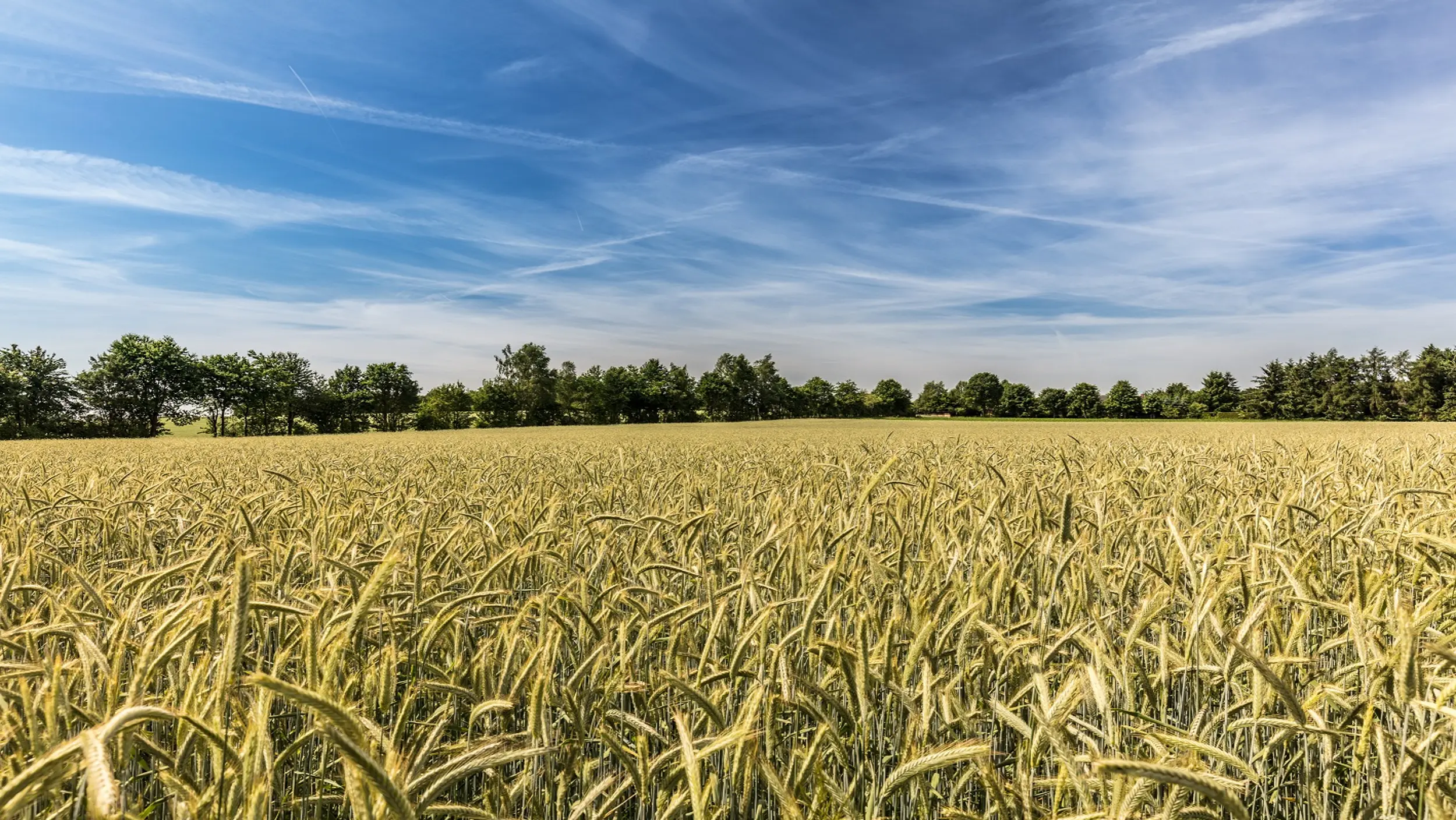 Roggen - Getreide - Produkte - KWS SAAT SE & Co. KGaA