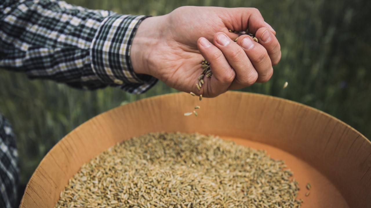 Cereals - KWS SAAT SE & Co. KGaA