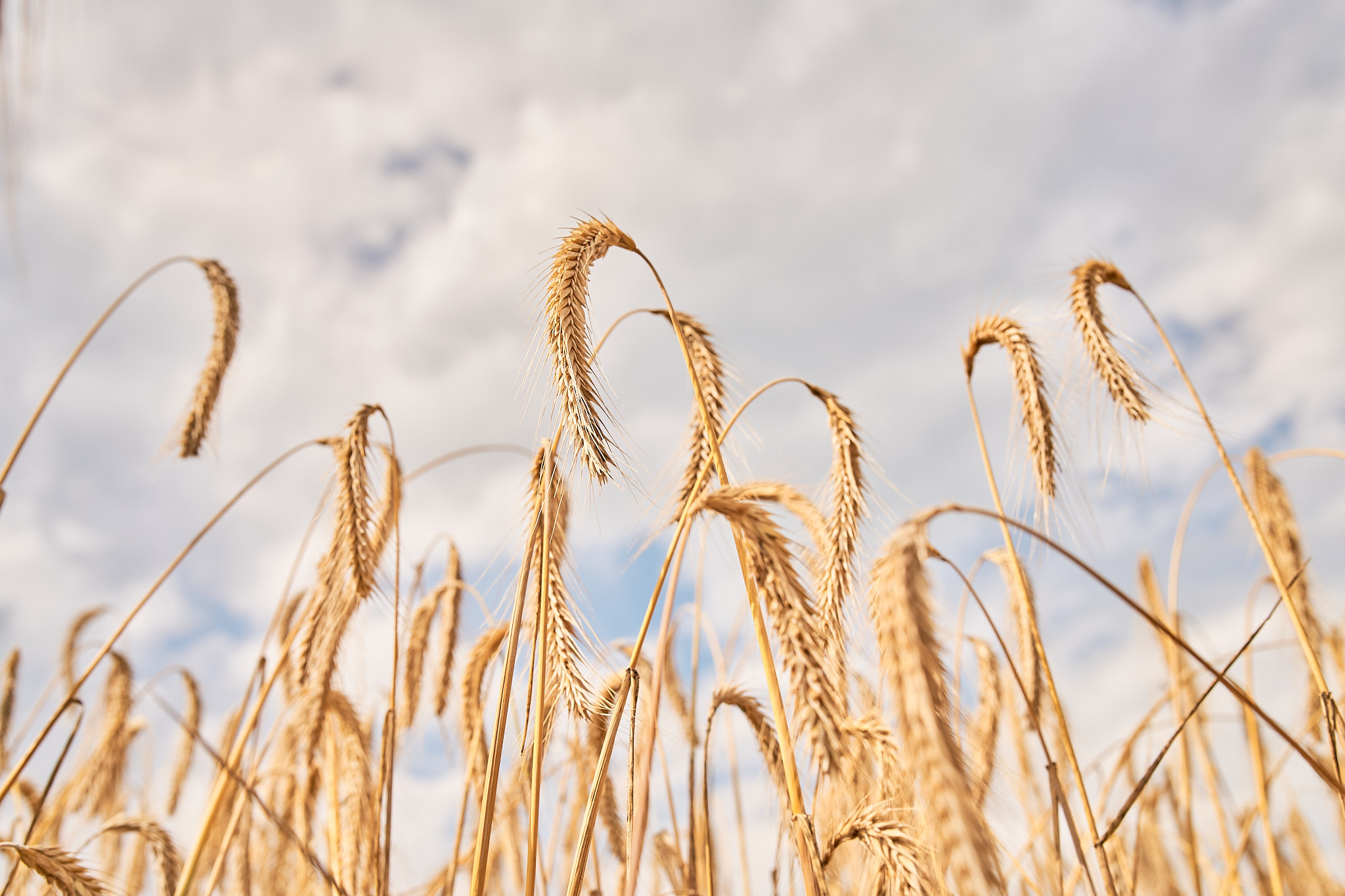 KWS Roggen - Hybridroggen - KWS SAAT | kws.de