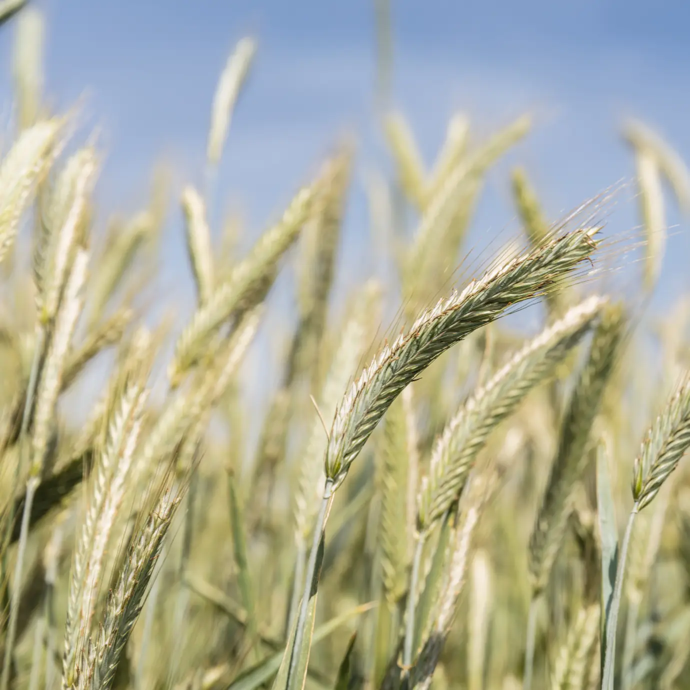 home — KWS Seeds Canada