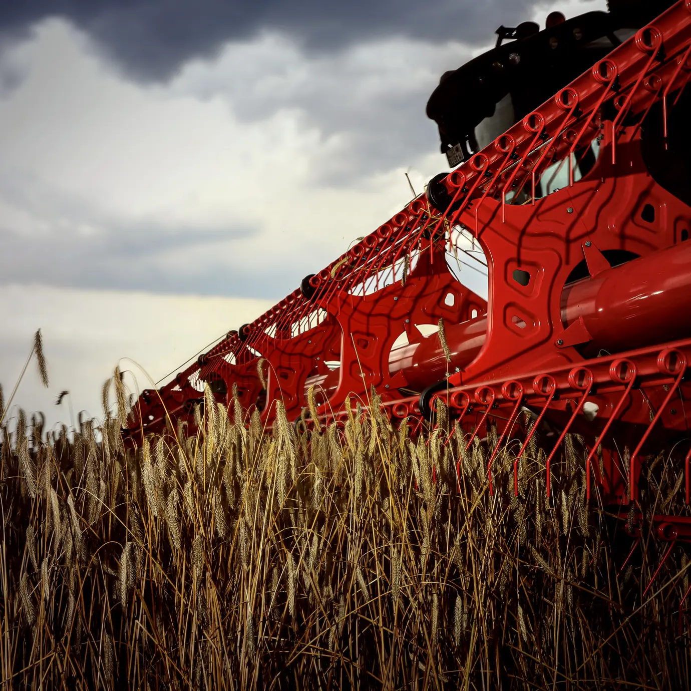 Home — KWS Seeds Canada