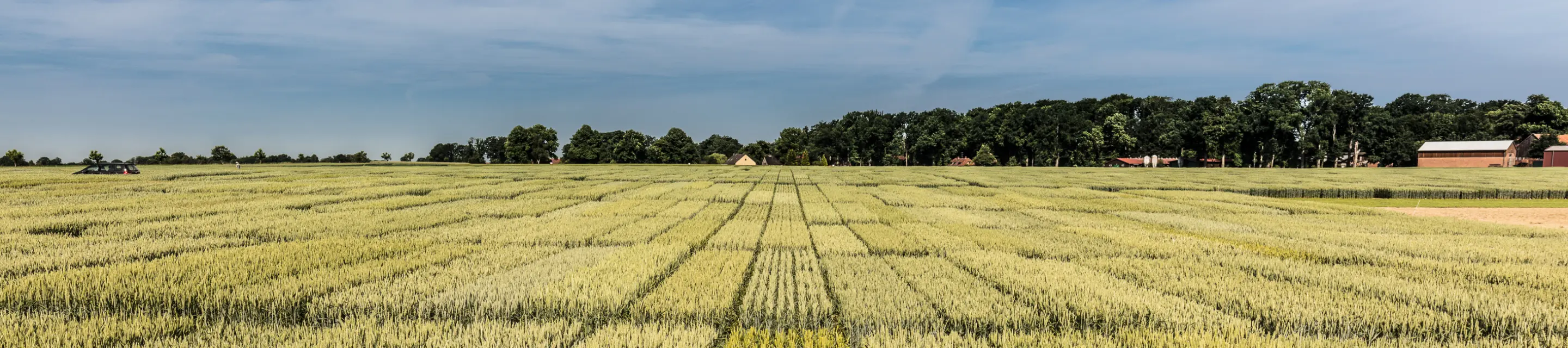 Sowing Wheat | Seed Rates - Soil Preparation- KWS UK Ltd.