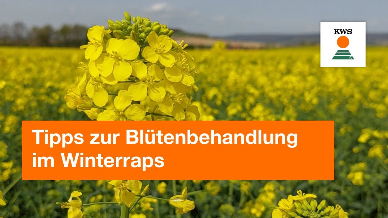 KWS Winterraps - Rapssaatgut - KWS SAAT | kws.de