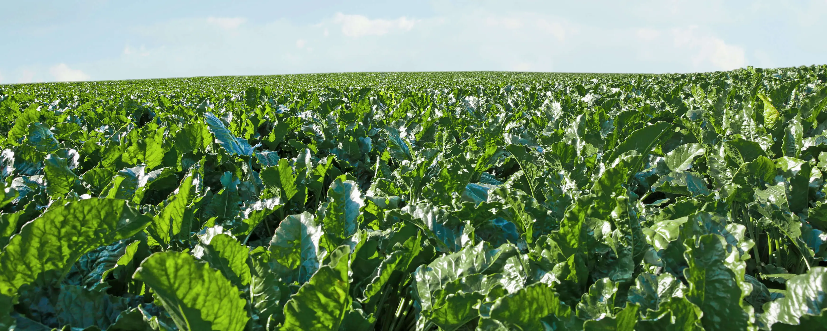 Suikerbiet - Producten- KWS Benelux B.V.