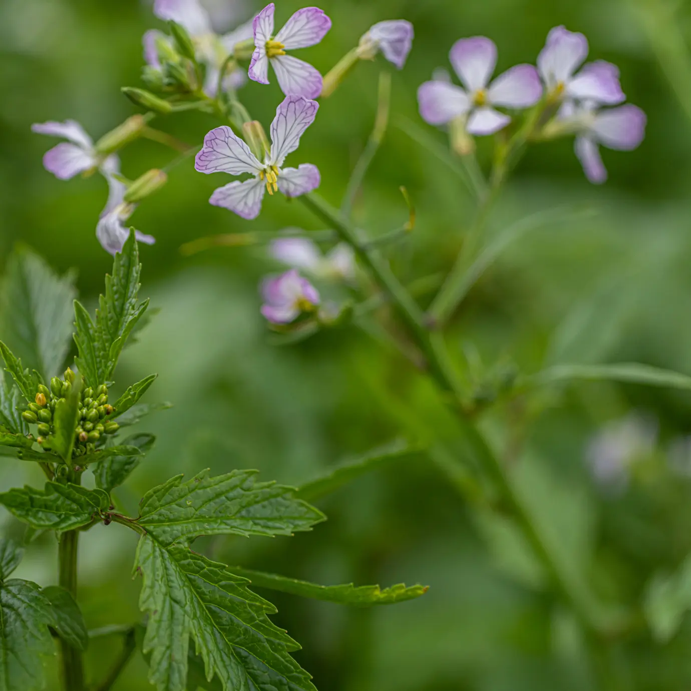 Cover Crops - FIT4NEXT- KWS UK Ltd.