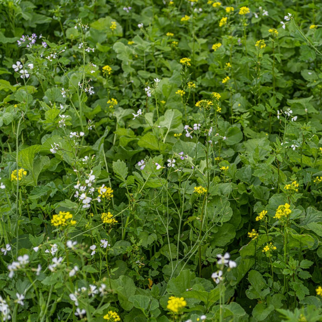 FIT4NEXT - KWS SAAT SE & Co. KGaA