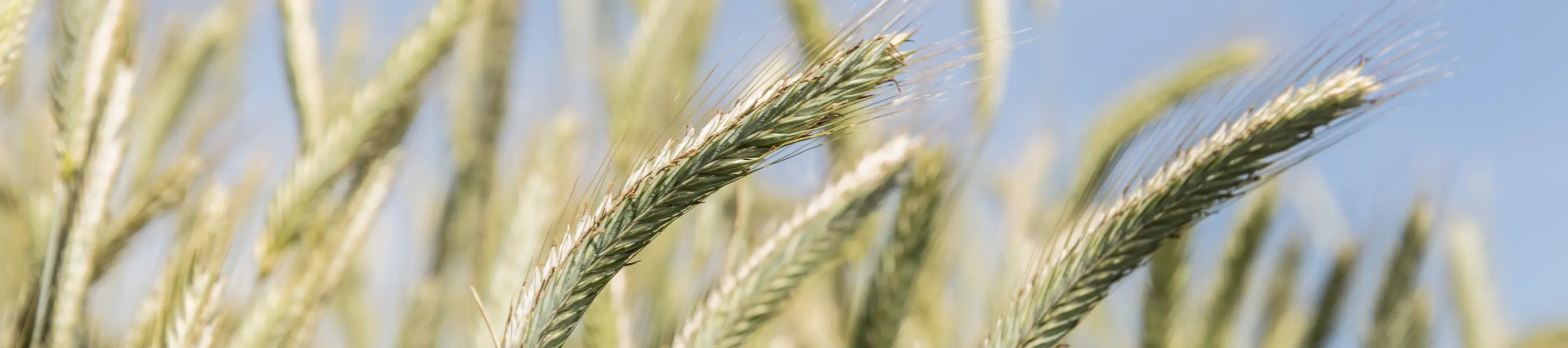 KWS SAAT SE & Co KGaA - SEEDING THE FUTURE - KWS SAAT SE & Co. KGaA