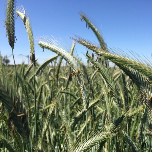 Centeno Híbrido - Cereales - Producto- KWS SAAT SE & Co. KGaA