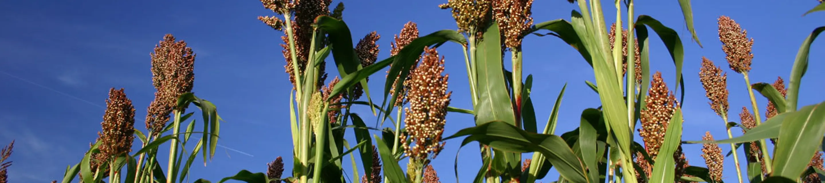 KWS Sementes - Semeando o futuro desde 1856– KWS SAAT SE & Co. KGaA