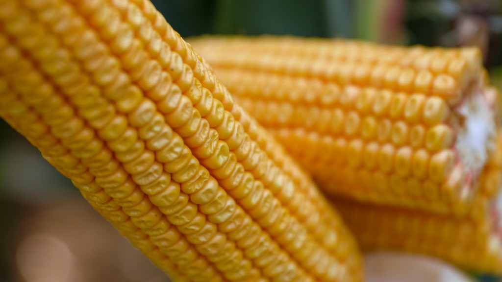 KWS INTELIGENS - Fajták - Kukorica - Termékeink- KWS SAAT SE & Co. KGaA