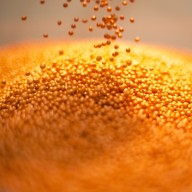 home — KWS Seeds Canada