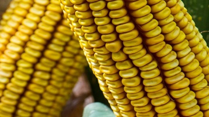 La Filiera del Mais - KWS Italia- KWS SAAT SE & Co. KGaA