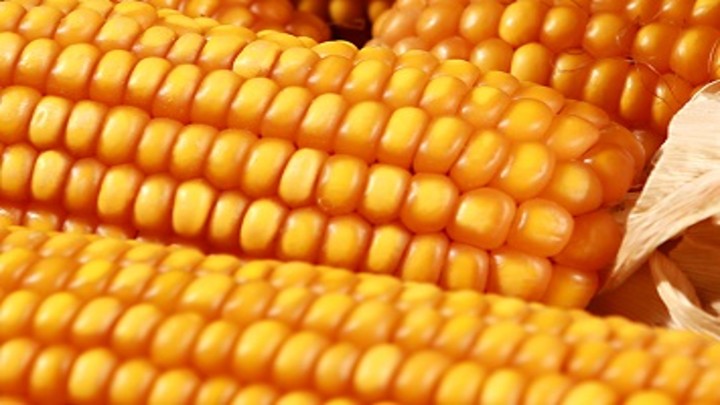 La Filiera del Mais - KWS Italia- KWS SAAT SE & Co. KGaA