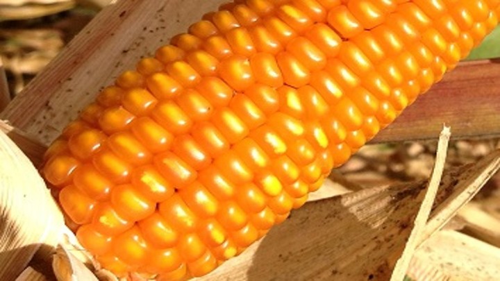 La Filiera del Mais - KWS Italia- KWS SAAT SE & Co. KGaA