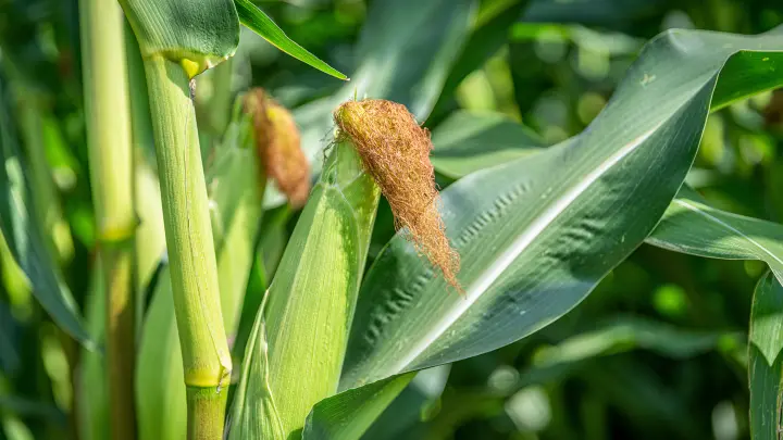 KWS SAAT SE & Co. KGaA - SEMINARE IL FUTURO- KWS SAAT SE & Co. KGaA