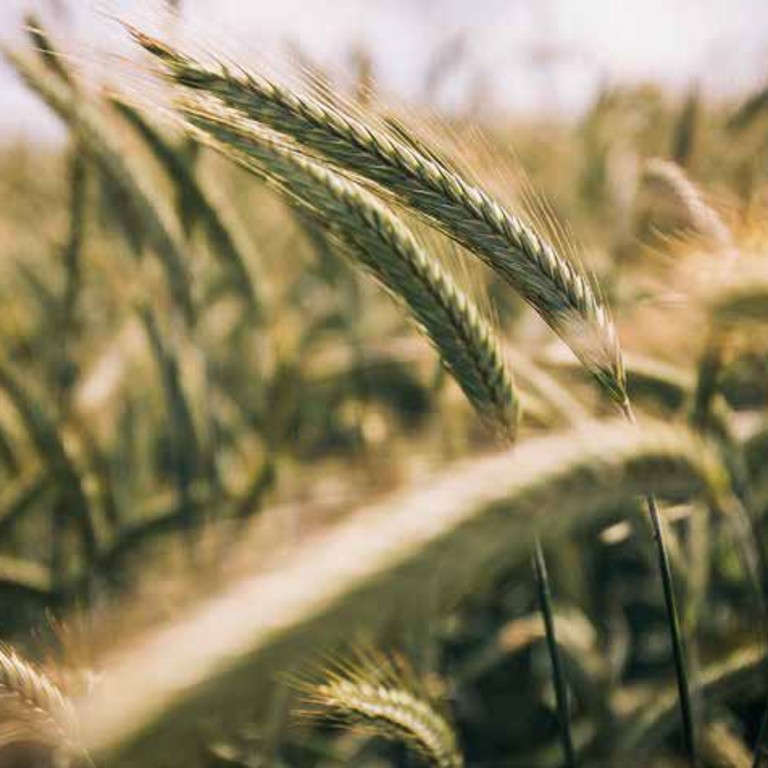 KWS ETERNO - Cereale - Produse - KWS SAAT SE & Co. KGaA