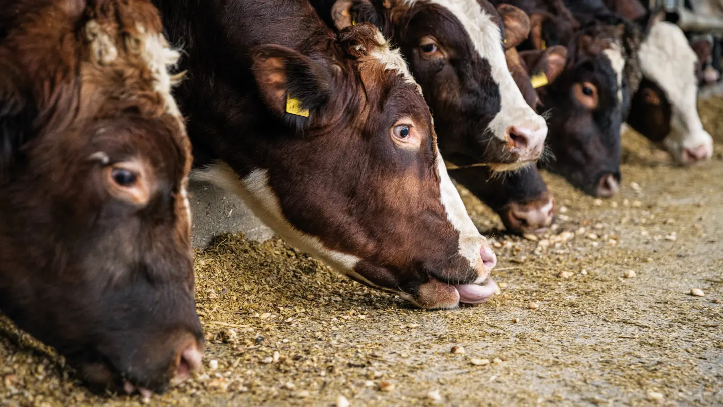 Beet for Feeding - KWS SAAT SE & Co. KGaA