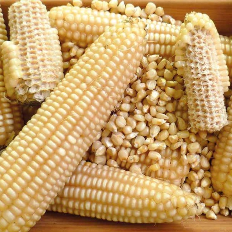 BRAIT - Milho– KWS SAAT SE & Co. KGaA