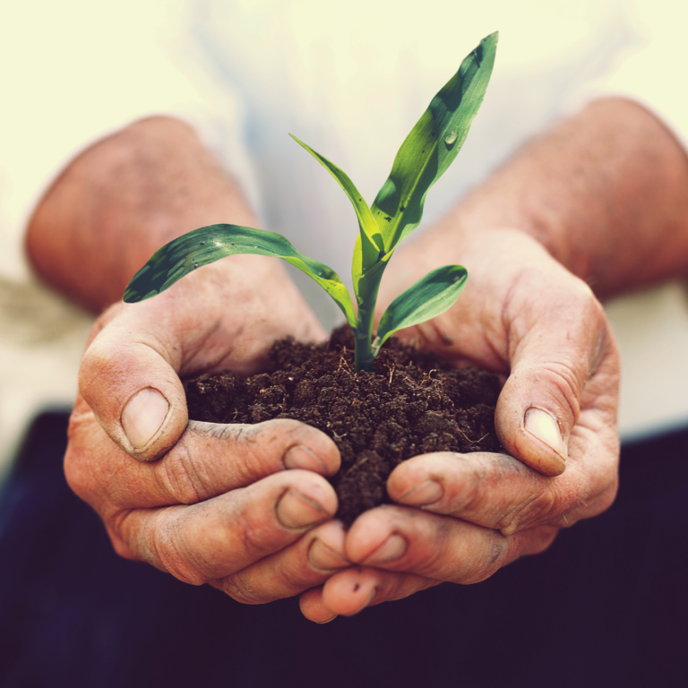 Initio Insect+– KWS SAAT SE & Co. KGaA