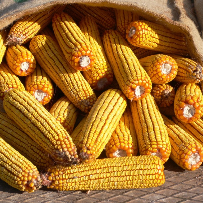 Plus4Grain - Gli ibridi KWS per prestazioni superiori nella produzione ...