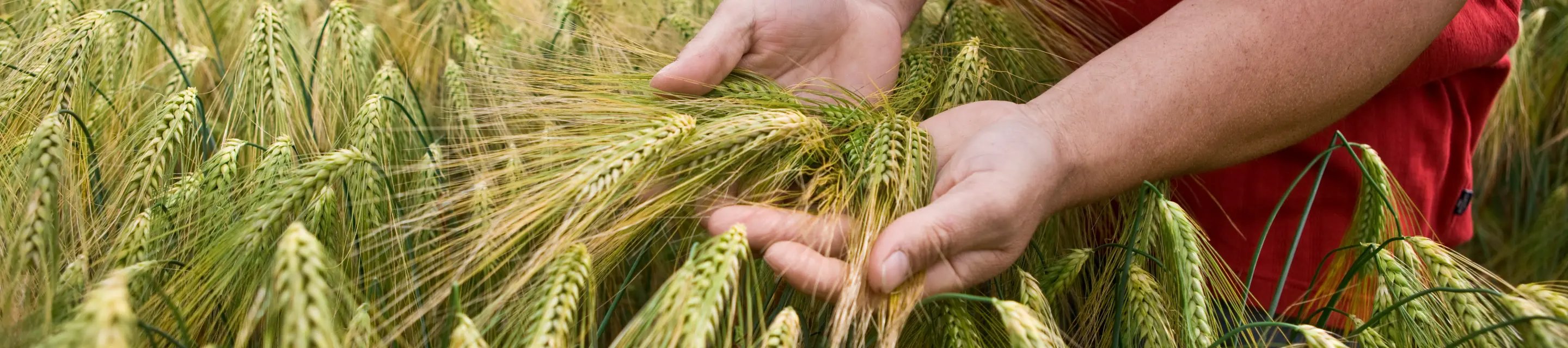 Sowing Barley | Barley Farming - Winter & Spring Barley- KWS UK Ltd.