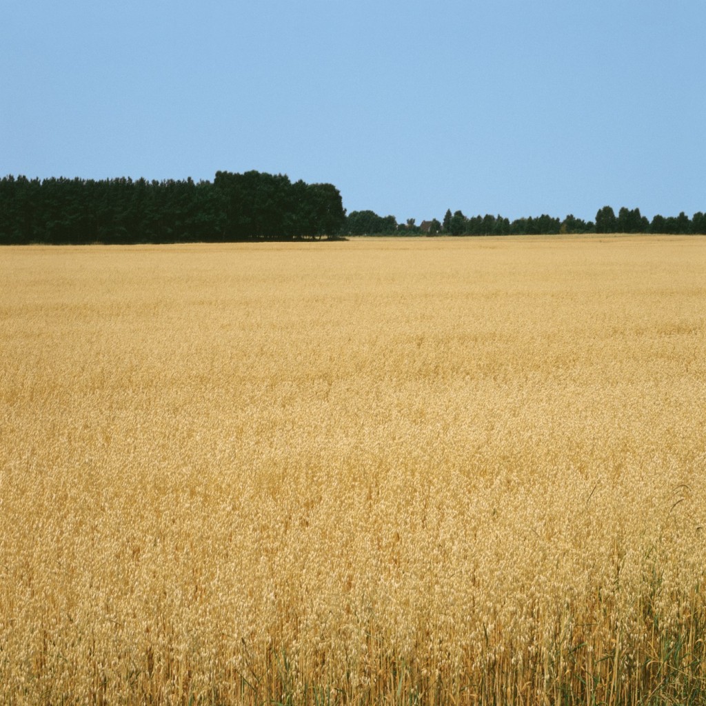 Cereals - KWS SAAT SE & Co. KGaA