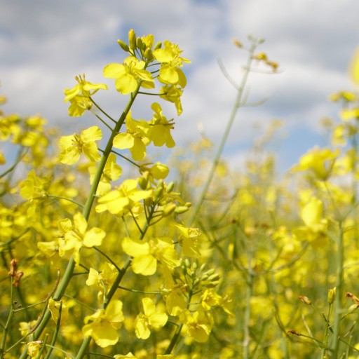 Vinterraps - Produkter- KWS SAAT SE & Co. KGaA