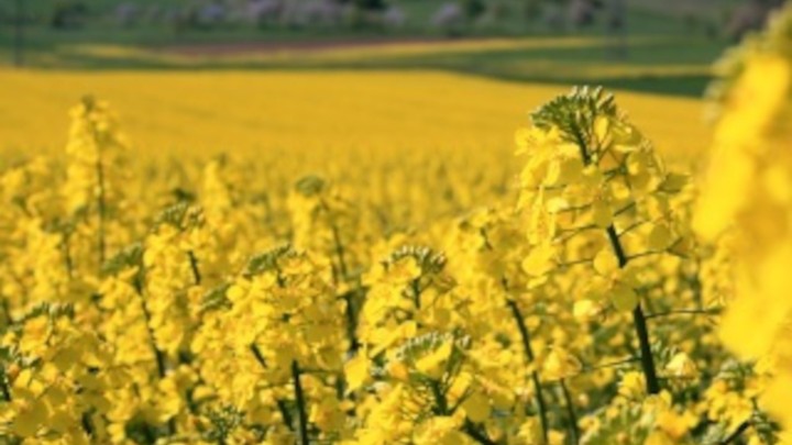 Repka - Produkty - KWS SAAT SE & Co. KGaA