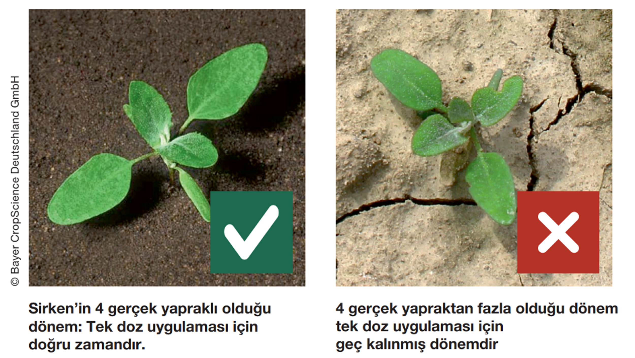 CONVISO® SMART - Şeker Pancarı - Ürünler- KWS SAAT SE & Co. KGaA