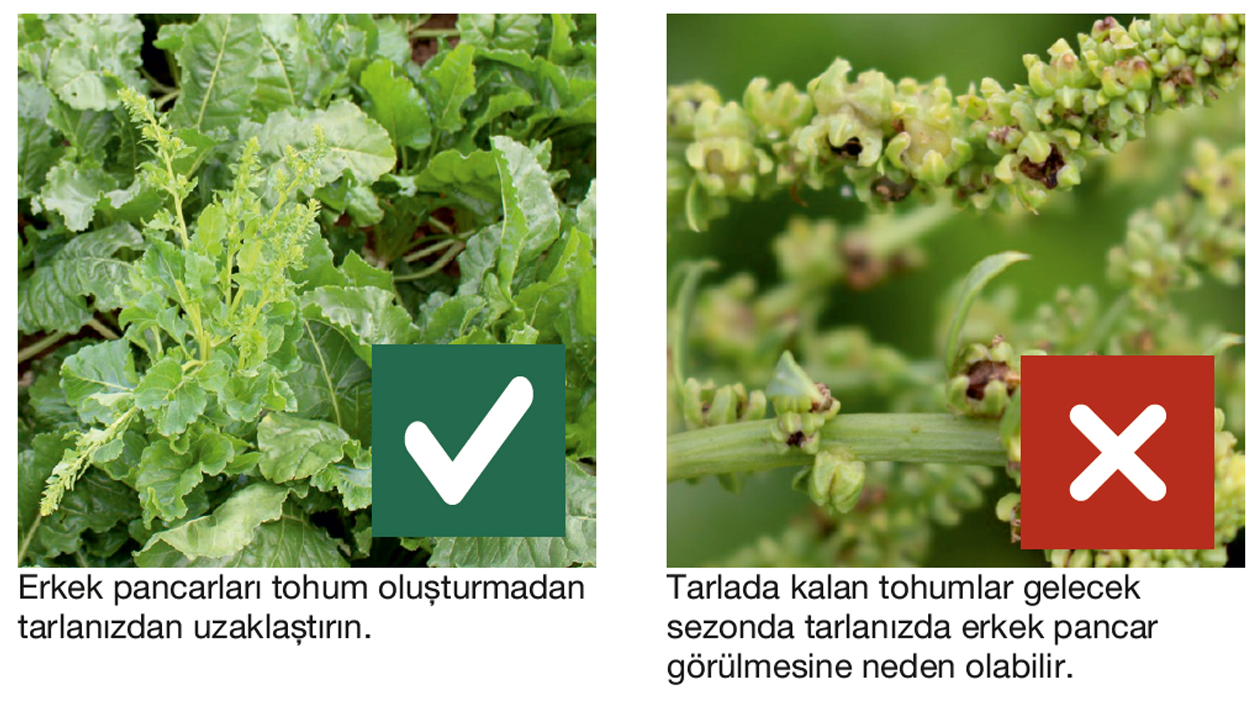 CONVISO® SMART - Şeker Pancarı - Ürünler- KWS SAAT SE & Co. KGaA