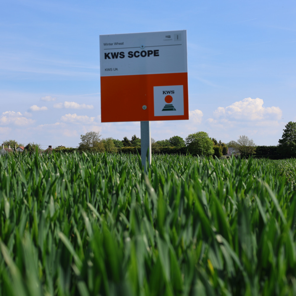 Wheat | Wheat varieties - Cereals - Products- KWS UK Ltd.