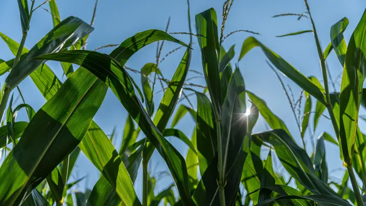 Maize - Products- KWS UK Ltd.