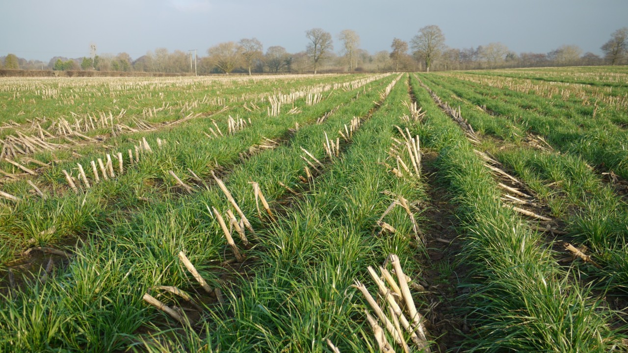 KWS maize undersowing - News - Maize - Products- KWS UK Ltd.