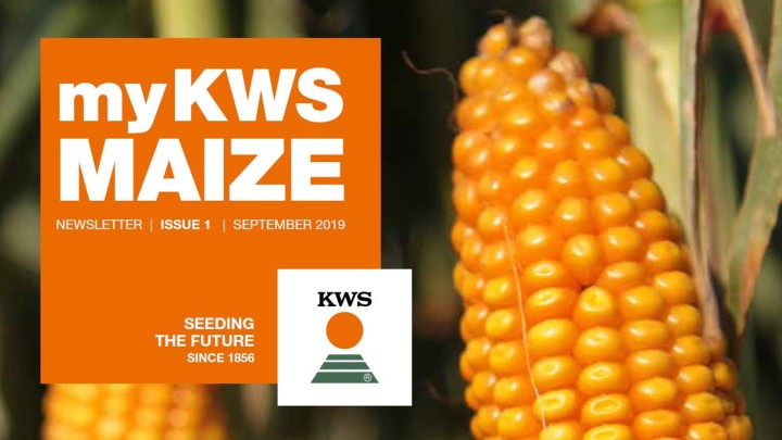 Maize - Products- KWS UK Ltd.