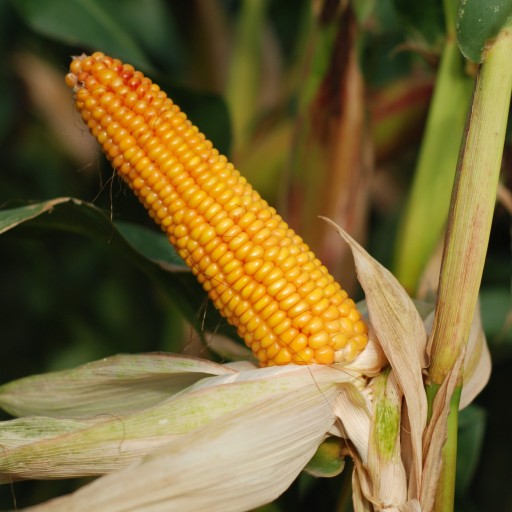 Maize - Products- KWS UK Ltd.