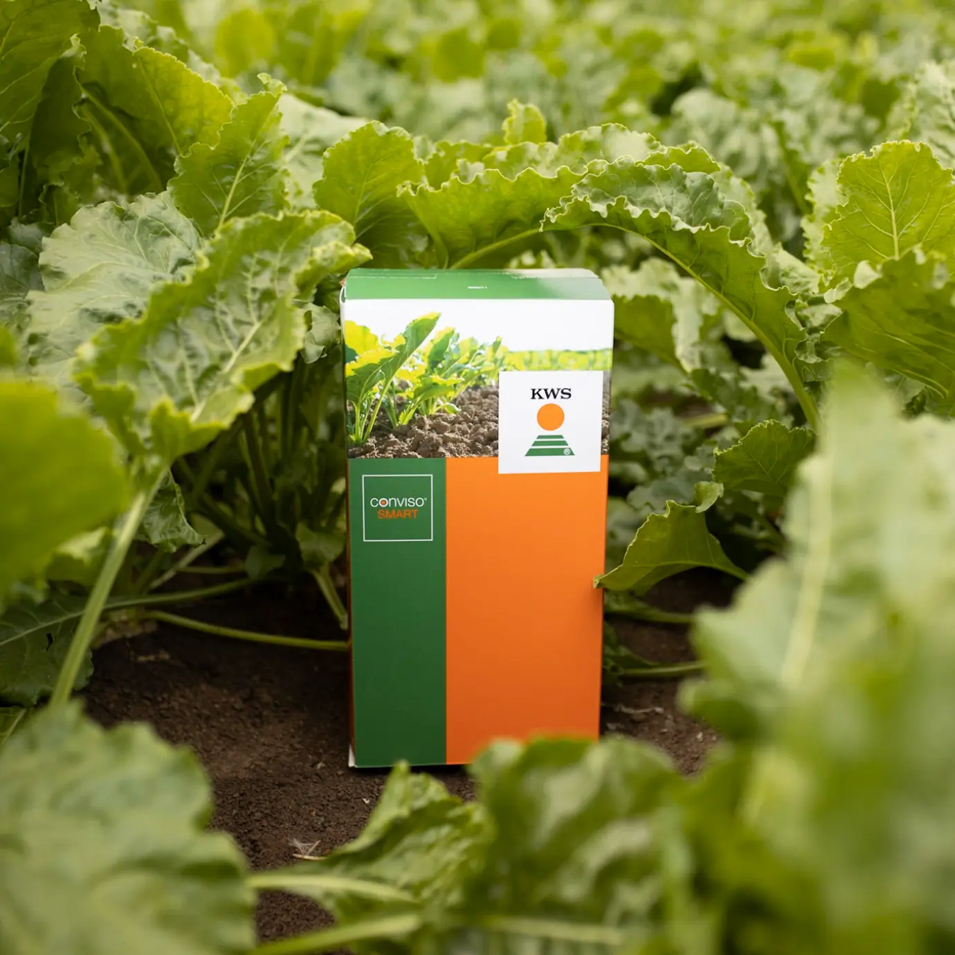 Seeding the Future - KWS SAAT SE & Co. KGaA