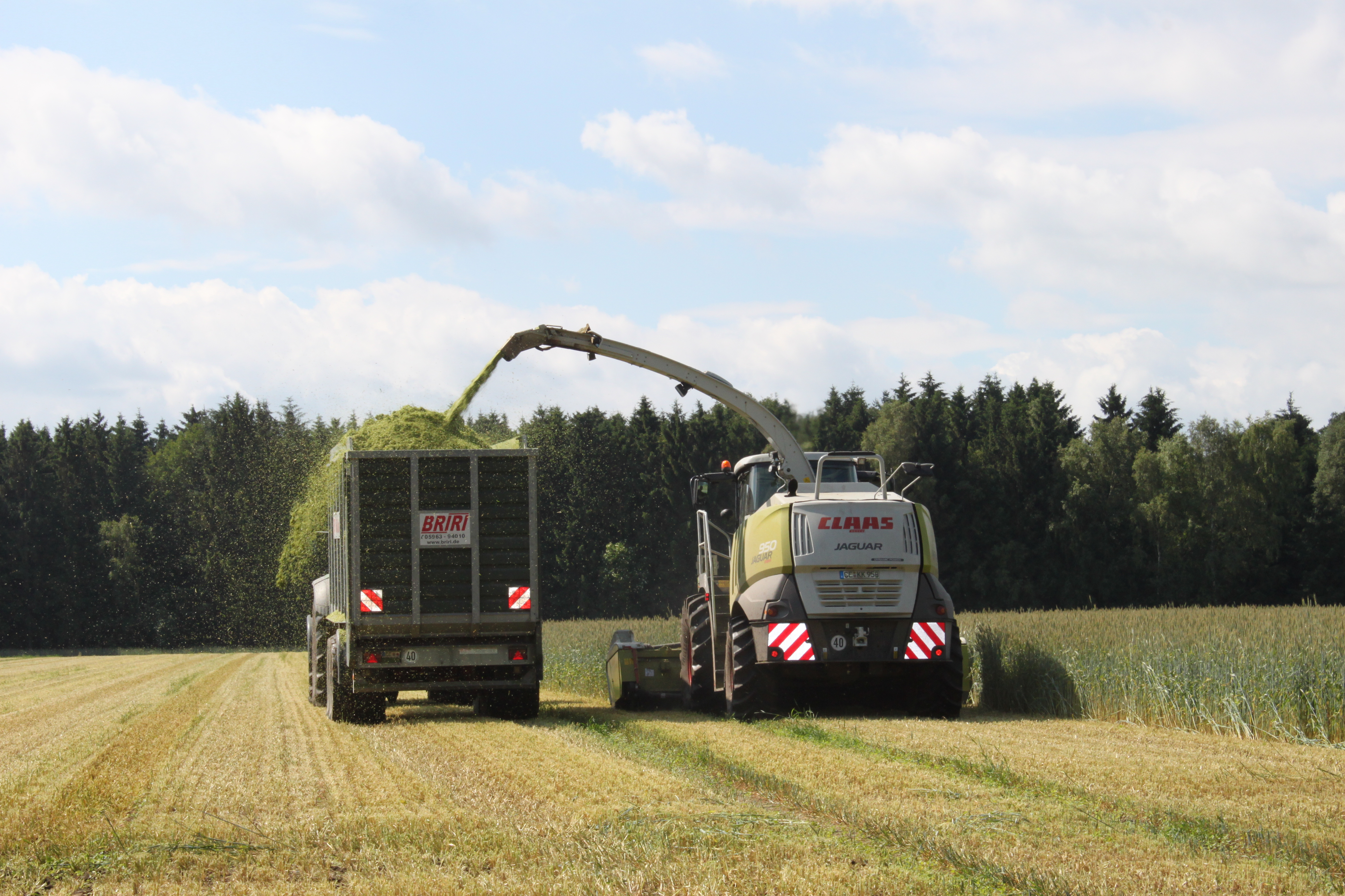 GPS-Roggen | Getreide zur Biogaserzeugung - KWS SAAT | kws.de