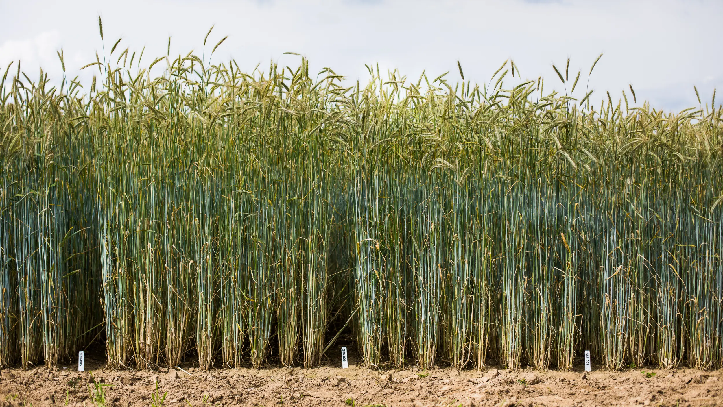 Roggen - Getreide - Produkte - KWS SAAT SE & Co. KGaA