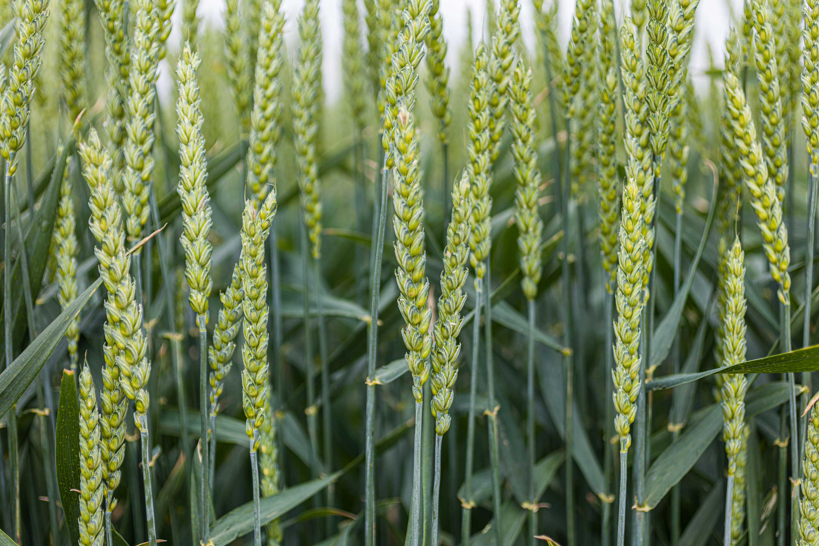 KWS INITIO für Hybridroggen - KWS SAAT SE & Co. KGaA