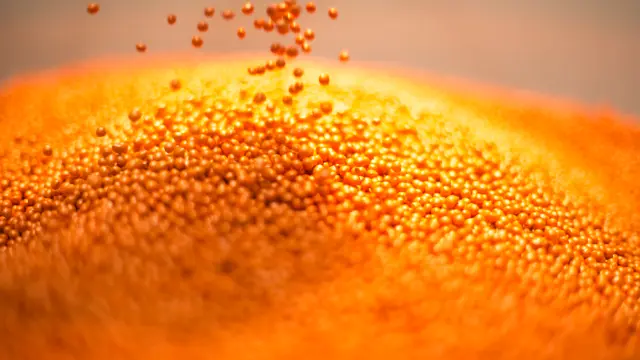 KWS SAAT SE & Co. KGaA - Seeding the future – since 1856- KWS Benelux B.V.